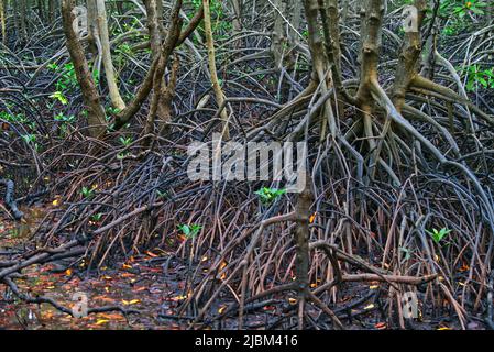 Mangrove tree roots system that called Peg Root in the mangrove forest ...