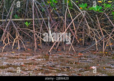 Mangrove tree roots system that called Peg Root in the mangrove forest ...