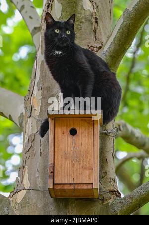 Sieversdorf, Germany. 07th June, 2022. A black tomcat is seen hunting ...