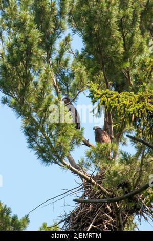 Vadnais Heights, Minnesota. A pair of Bald Eagle chicks Haliaeetus ...