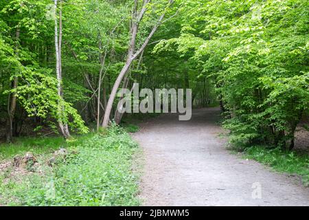 Hockley Woods, Hockley, Essex, England, May 2nd, 2022, Peaceful ...