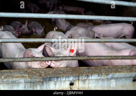 industrial pig farm, fattening farm in Upper Austria Stock Photo - Alamy