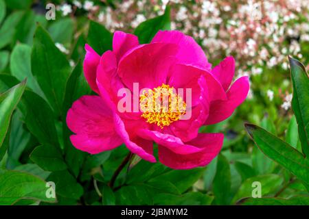 Peony 'Mistral' (paeonia) a spring summer flowering plant with a red ...