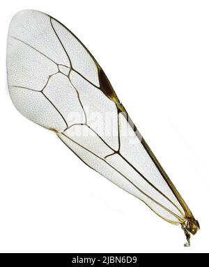Wasp wing with veins Stock Photo - Alamy