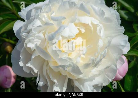 Peony (Paeonia lactiflora) flower petals Stock Photo - Alamy