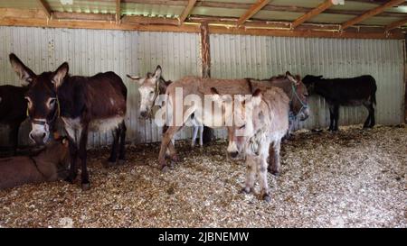 Herd of donkeys stand inside paddock. Many donkeys at donkey farm ...