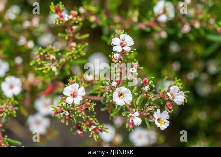 Frankenia capitata is a species of flowering, native to southern ...