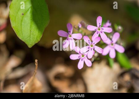 Saponaria ocymoides, the rock soapwort or tumbling Ted Stock Photo - Alamy