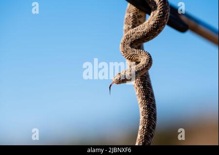 Namib dwarf sand adder or Namib desert sidewinding adder (Bitis ...