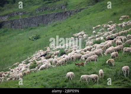 flock with many shorn sheep without wool fleece before the hot summer ...