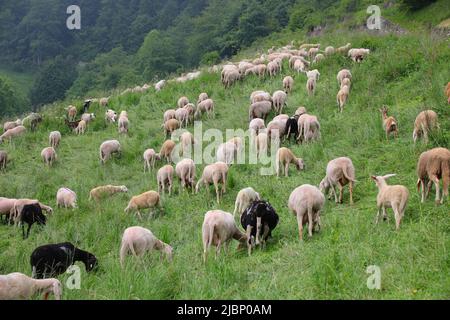 flock with many shorn sheep without wool fleece before the hot summer ...