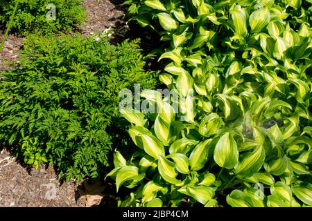 Hosta Geisha Plantain Lily Hostas Leaves Ornamental Variegated in ...