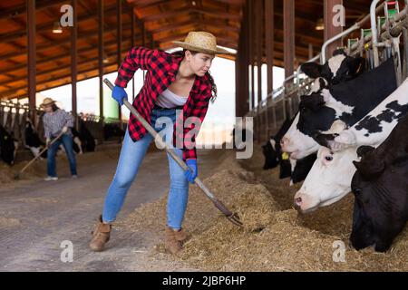 Farmer working in cowshed, engaged in breeding of milking holstein cows ...