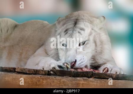 Tiger bones isolated on the white Stock Photo - Alamy