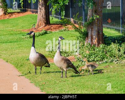 Close up of Canada goose and its child at Las Vegas, Nevada Stock Photo ...