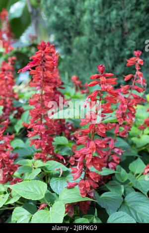 Salvia 'candy apple' Stock Photo - Alamy