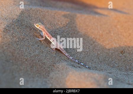 Arabian Short-Fingered Gecko or Arabian sand gecko ready to hide, Dubai ...
