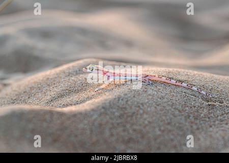 Arabian Short-Fingered Gecko or Arabian sand gecko ready to hide, Dubai ...