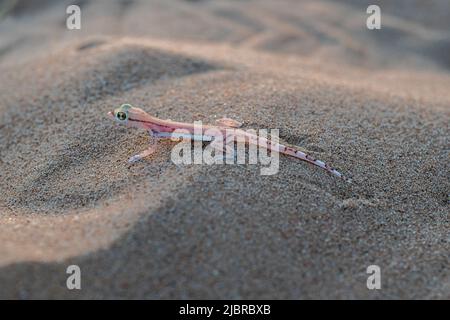 Arabian Short-Fingered Gecko or Arabian sand gecko ready to hide, Dubai ...