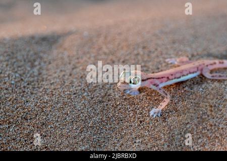 Arabian Short-Fingered Gecko or Arabian sand gecko, Dubai Emirates ...