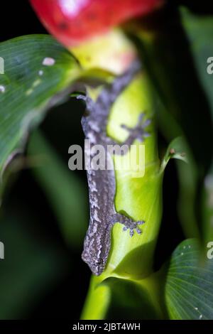 Gecko, Costa Rica Stock Photo - Alamy