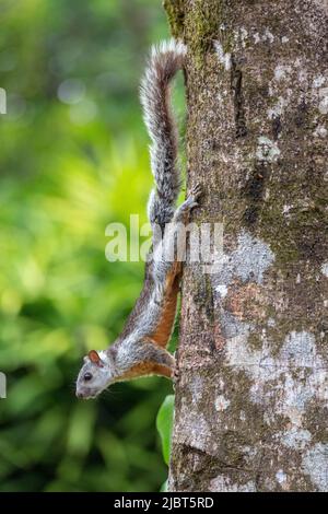 Costa Rica, Alajuela province, squirrel Stock Photo - Alamy