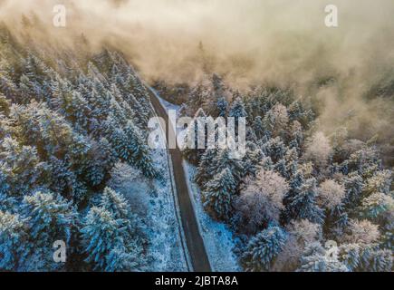 France, Pyrenees Atlantiques, A road and a forest of snow covered fir ...