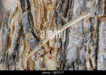 Namibia, Kunene region, praying mantis on a trunk Stock Photo - Alamy