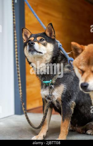 Siberian husky and akita inu puppy are playing in the autumn park. Pet ...