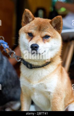 Siberian husky and akita inu puppy are playing in the autumn park. Pet ...
