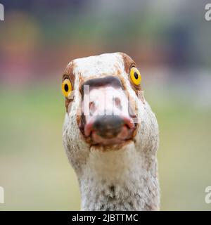 Portrait of a funny nile goose looking at the camera Stock Photo - Alamy