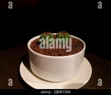 Portrait picture of a small dragon sapling on a black background Stock ...