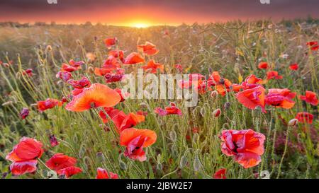A field of poppies at sunset, Denmark Stock Photo - Alamy