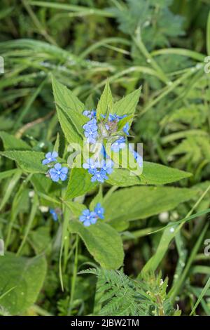 Pentaglottis sempervirens blue flowers with a white centre. Green ...