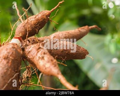 Cassava tubers at a cassava plantation on a tropical agricultural ...