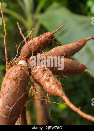 Cassava tubers at a cassava plantation on a tropical agricultural ...