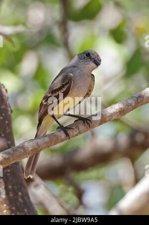 Northern Scrub-Flycatcher (Sublegatus arenarum pallens), side view of ...