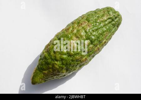 Indian fruit Bijora or Citron fruit, Sweet citrus fruit big sized long ...