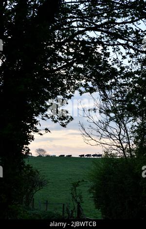 Cows taken through a hole in hedge Hook Norton Oxfordshire England uk ...