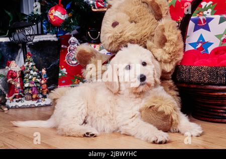 A Labradoodle and a Labradoodle puppy under a Christmas tree Stock ...