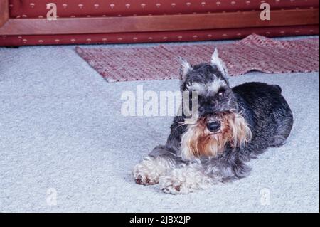 Schnauzer on carpet Stock Photo - Alamy