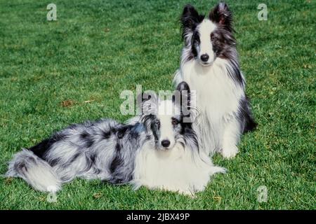 Two shelties in grass Stock Photo - Alamy