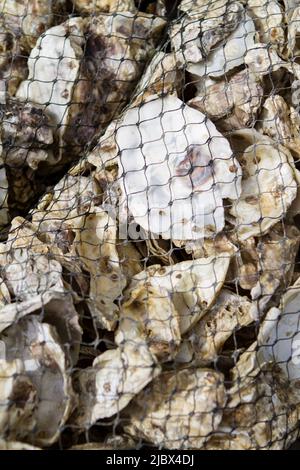 Pacific oyster (Crassostrea gigas). This oyster, which is edible, is ...