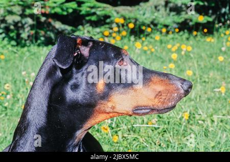 Profile close-up of a Doberman in front of grass and yellow flowers ...