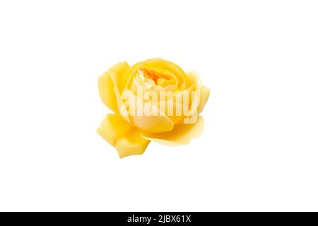 big yellow rose flowers isolated on white Stock Photo - Alamy