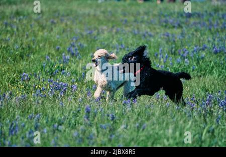 A pair of standard poodles running through a field of grass and yellow ...