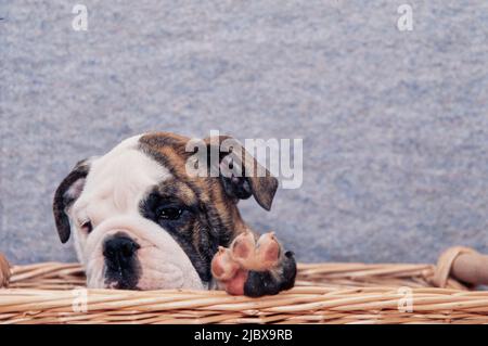 An English bulldog puppy in a wicker basket Stock Photo - Alamy