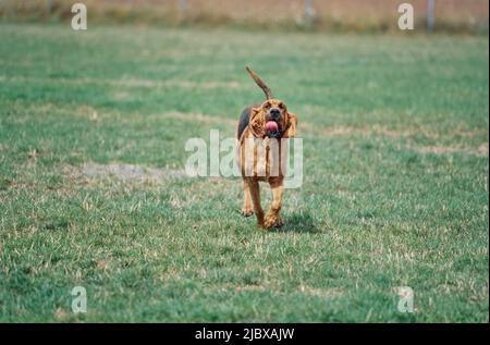 A bloodhound running through a grassy field Stock Photo - Alamy