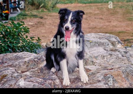 A border collie sitting on a large rock Stock Photo - Alamy