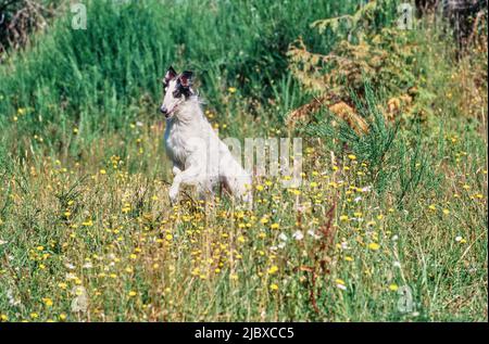A Borzoi dog jumping in tall grass and yellow wildflowers Stock Photo ...